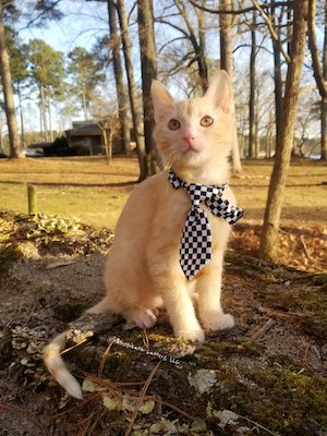 Our Lykoi | Lykoi Kitten