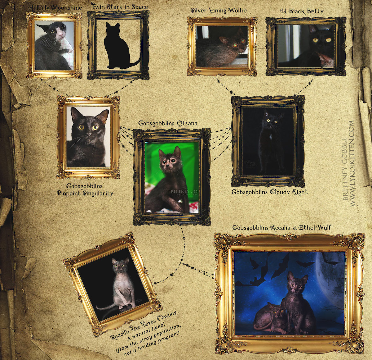 Breeding Chart | Lykoi Kitten