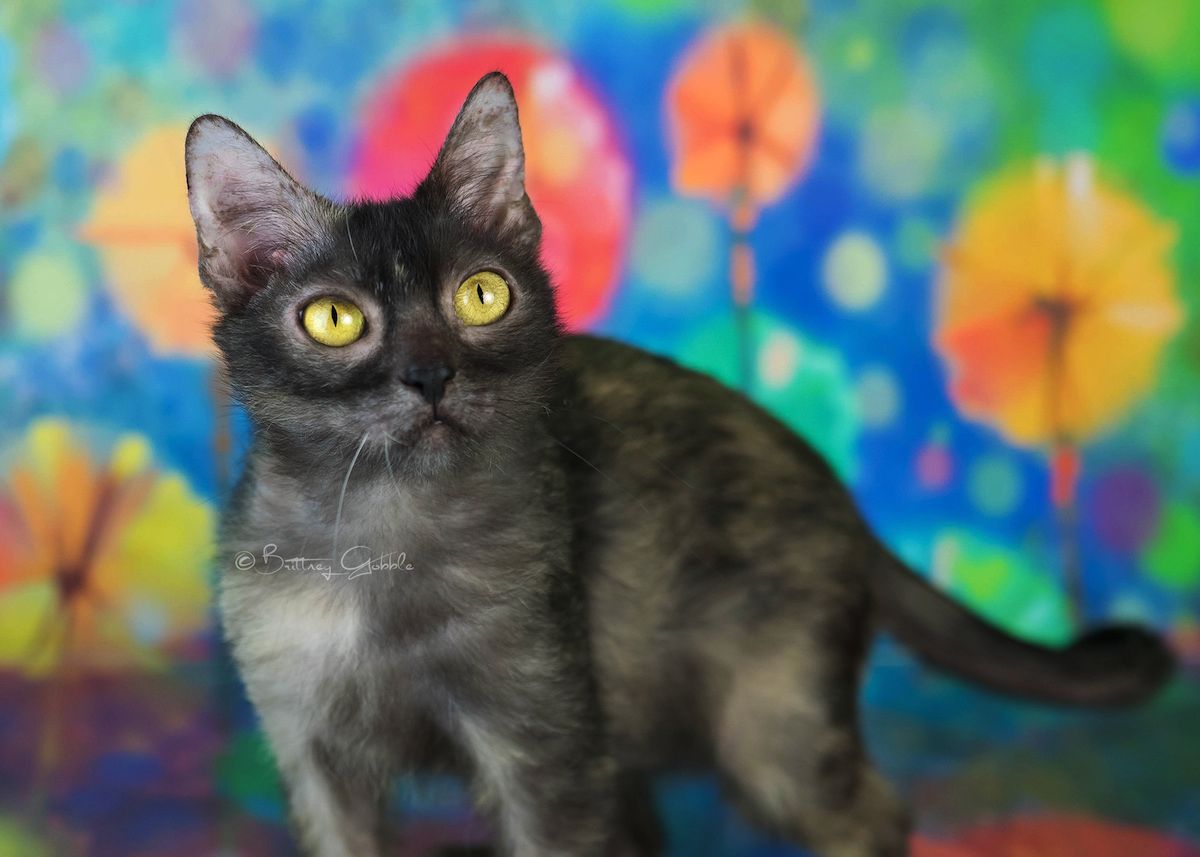 Home | Lykoi Kitten