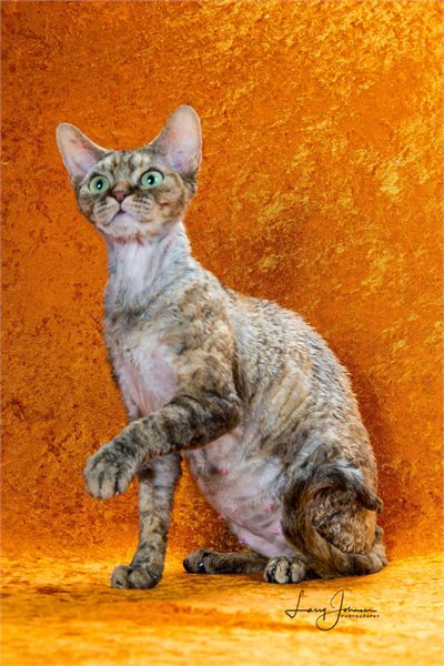 Our Devon Rex | Lykoi Kitten