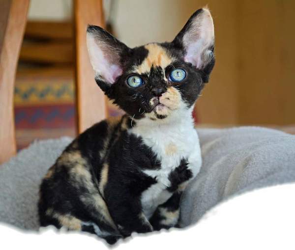 Our Devon Rex | Lykoi Kitten
